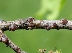 Miseczniki - środki ochrony roślin – wPolu.pl