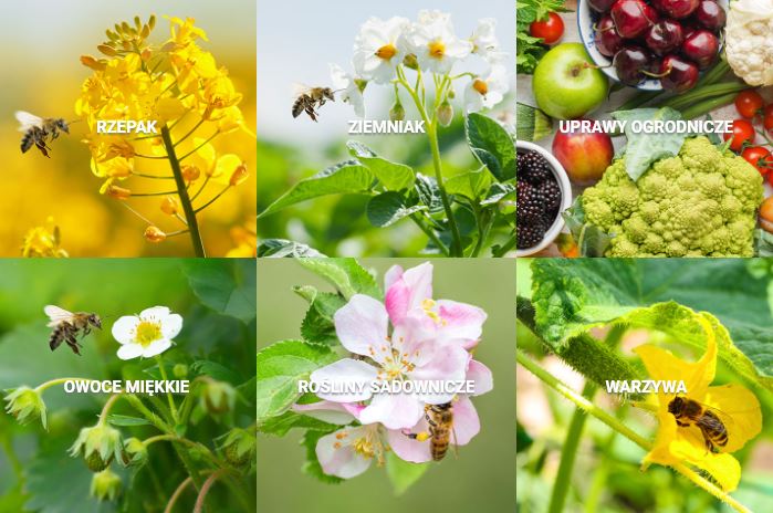 MOSPILAN - CO TO JEST I JAK DZIAŁA? - Porady | Sklep Internetowy Wpolu.pl