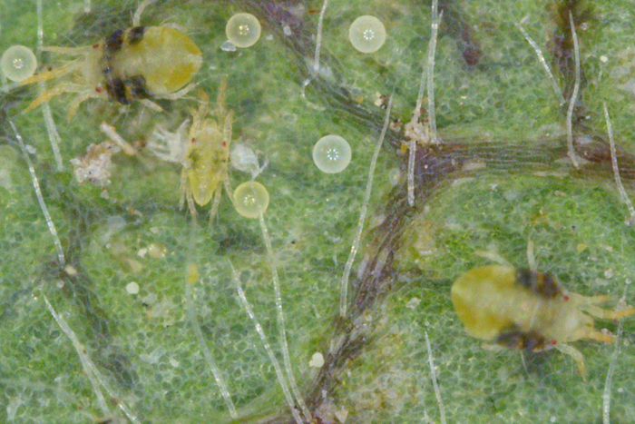 PRZĘDZIORKI - CHARAKTERYSTYKA I ZWALCZANIE - Porady | Sklep Internetowy ...