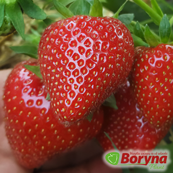 Sadzonki Truskawki VERDI - sklep wPolu.pl